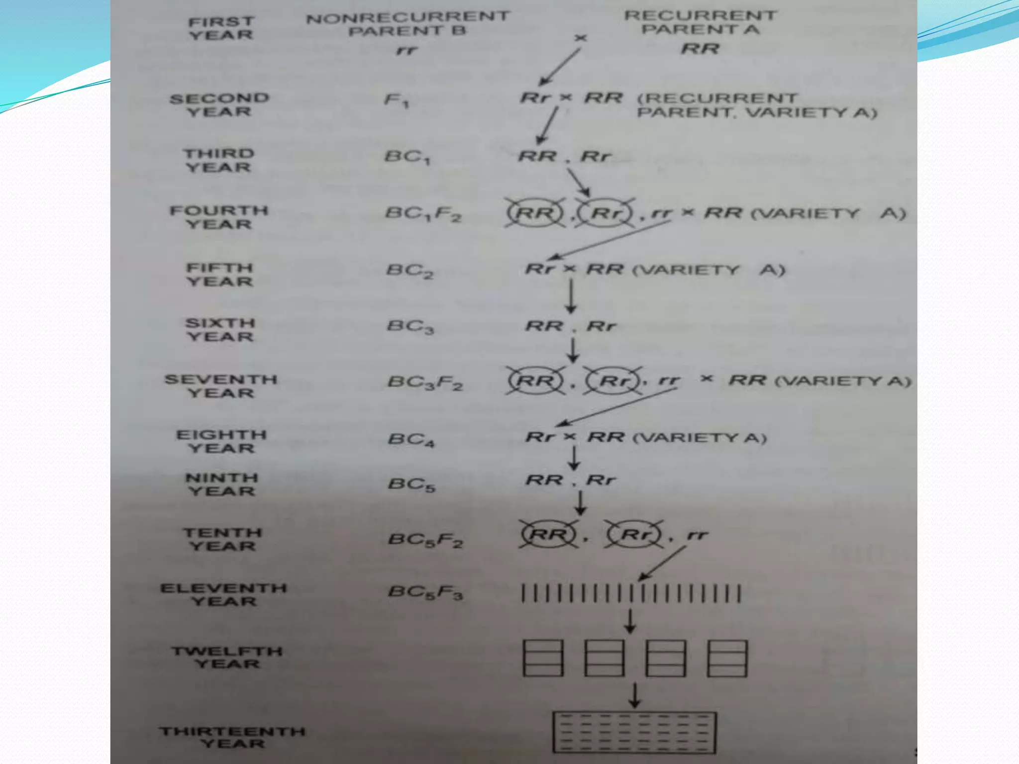 Backcross method for dominant and recessive gene transfer. | PPTX