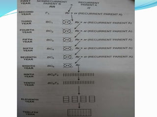 Backcross method for dominant and recessive gene transfer. | PPTX