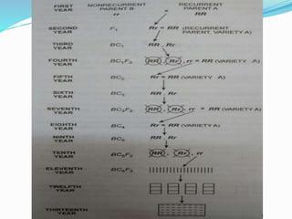 Backcross method for dominant and recessive gene transfer. | PPTX