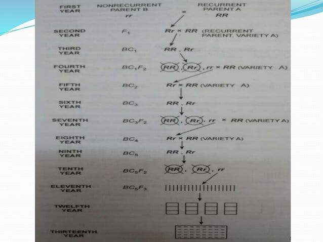 Backcross method for dominant and recessive gene transfer. | PPTX