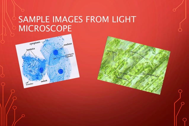 Light microscope vs. Electron microscope