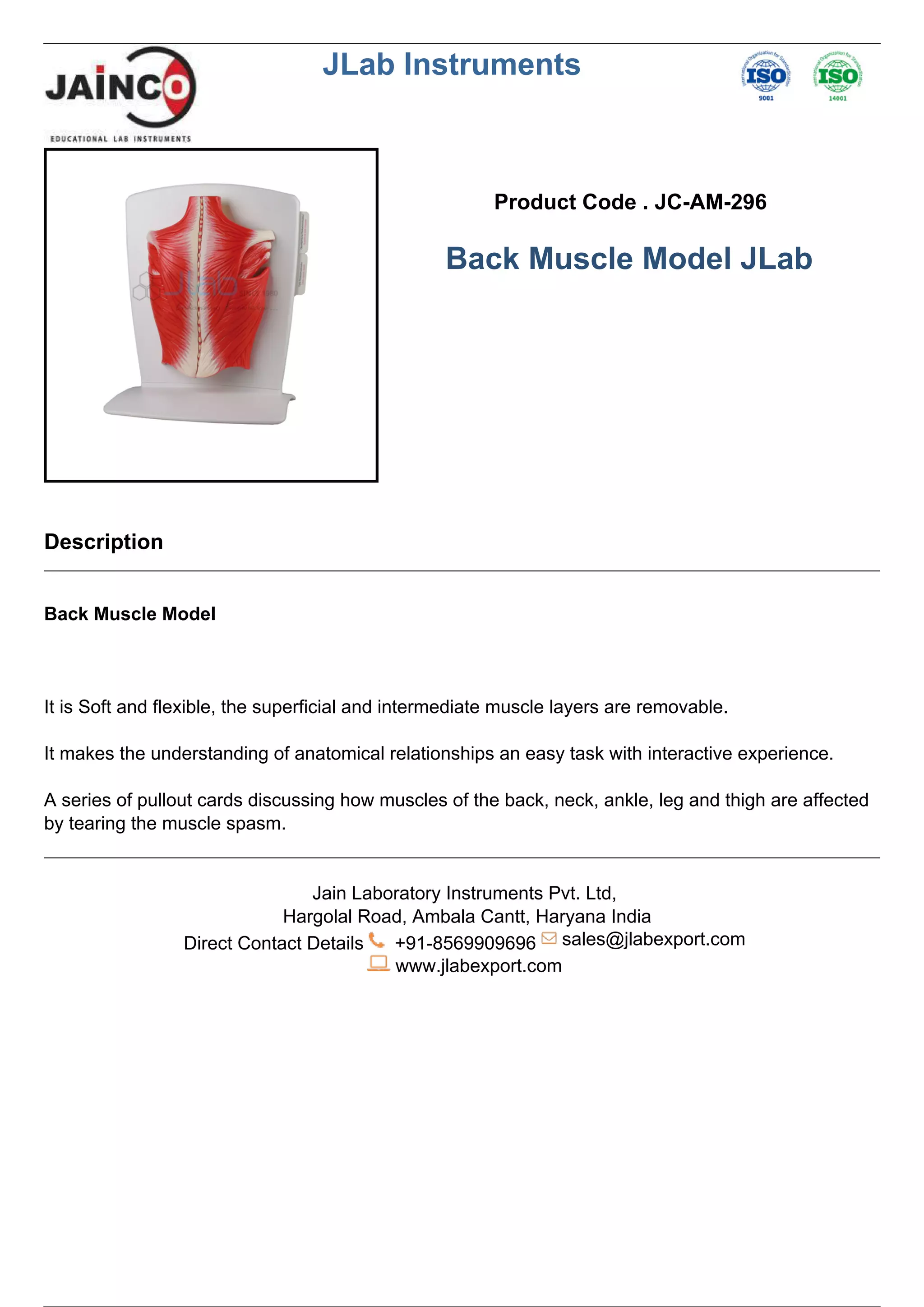 Back muscle model | PDF