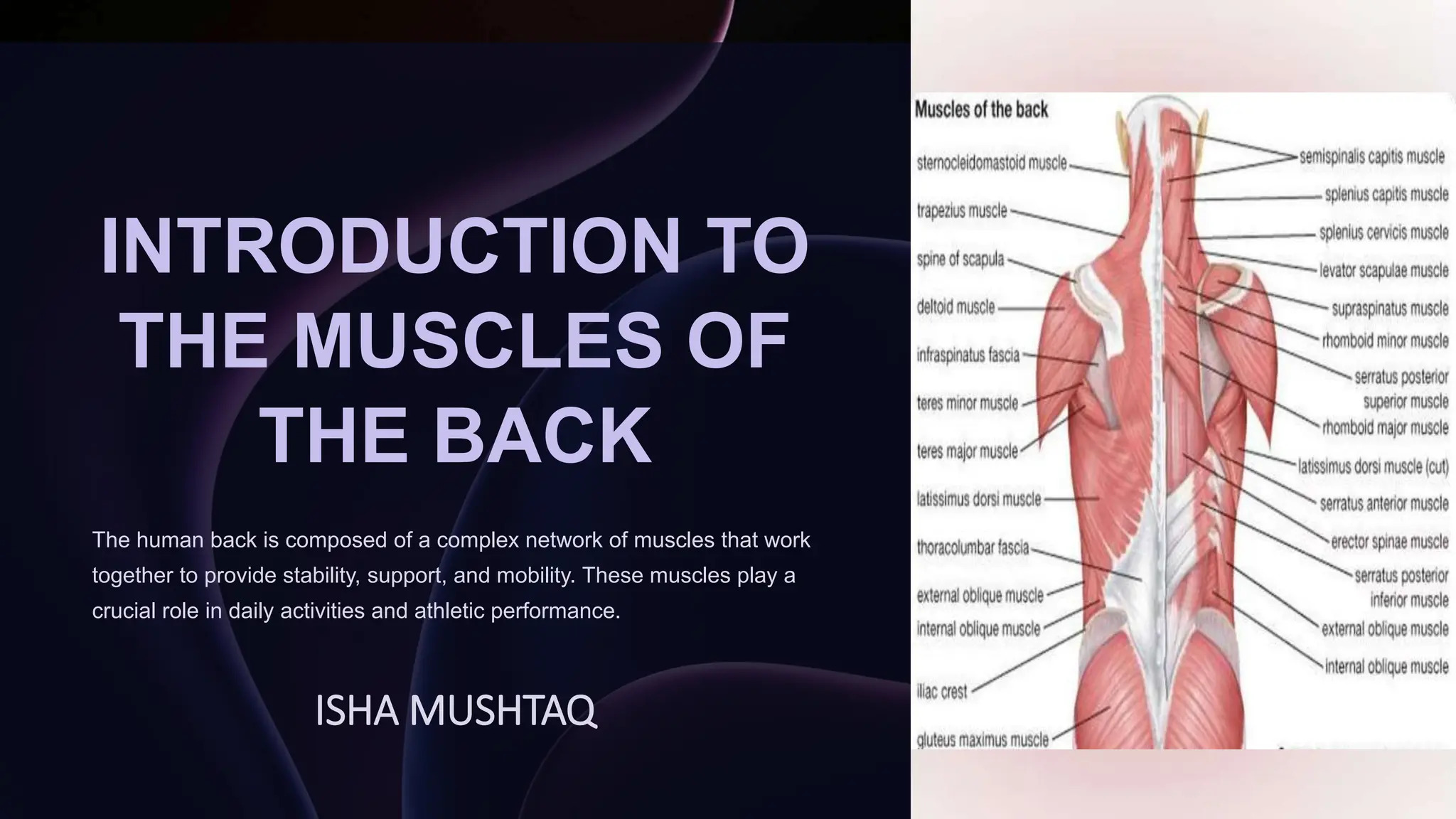 Human body Back muscles anatomy explained pptx | PPTX