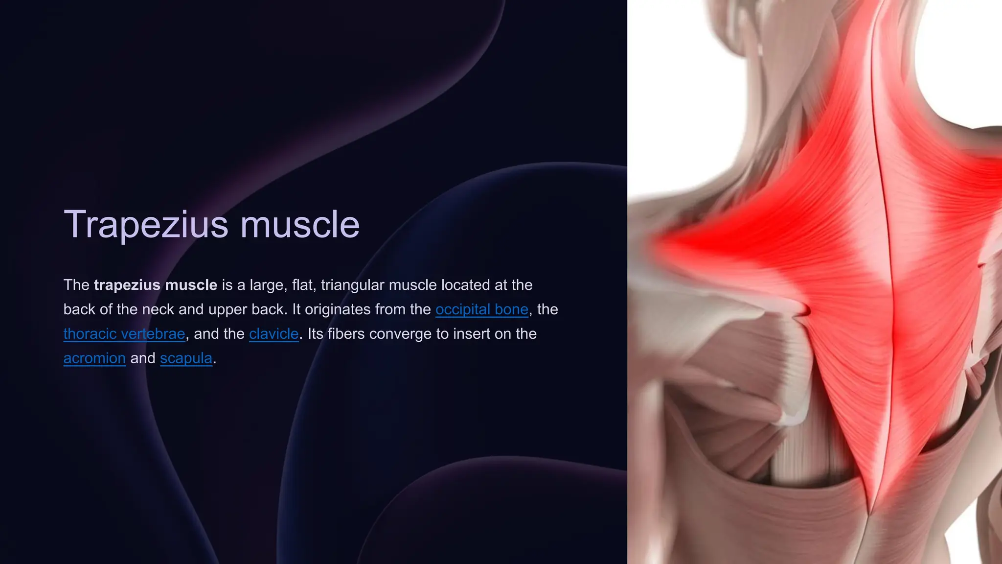 Human body Back muscles anatomy explained pptx | PPTX