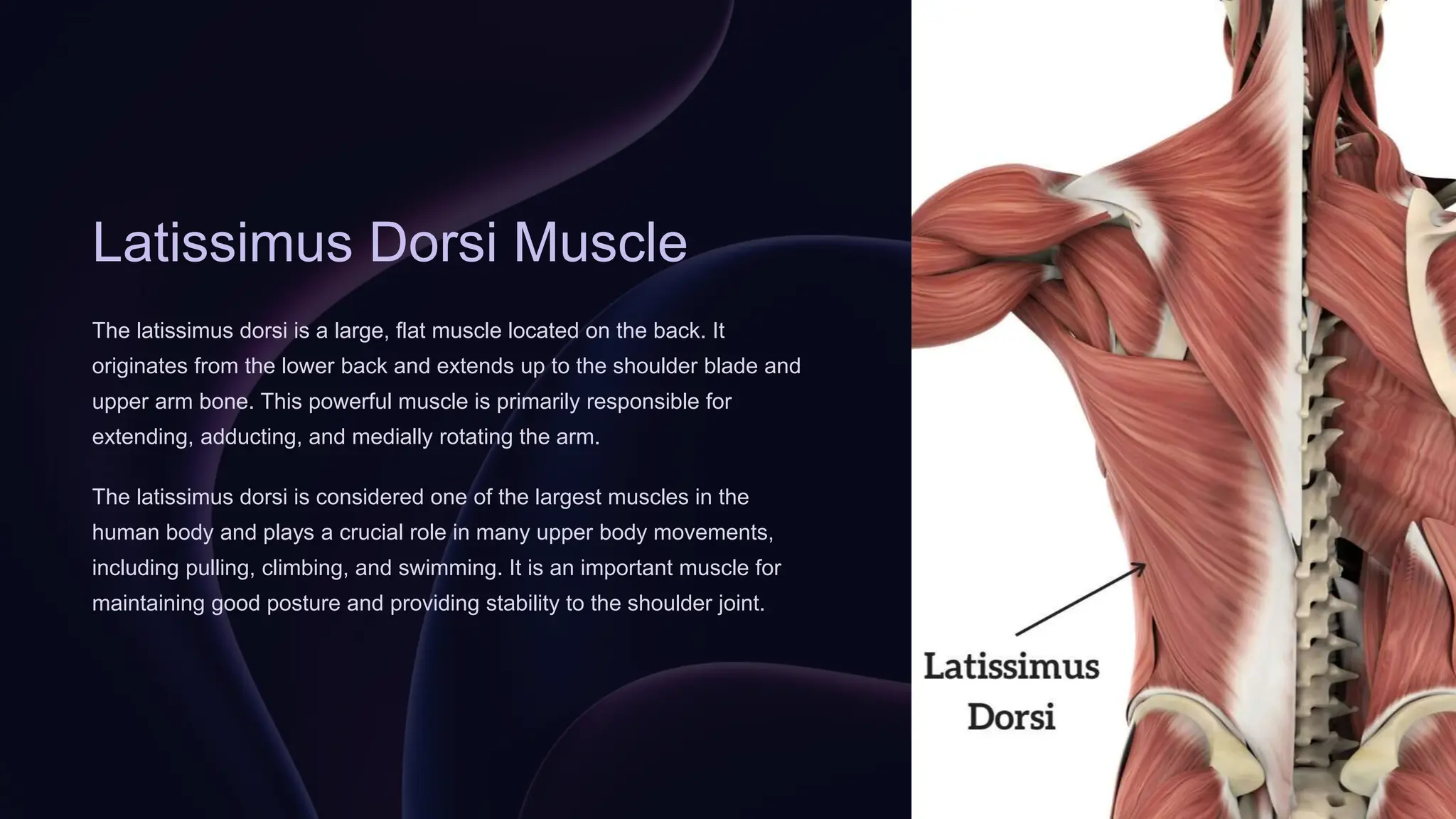 Human body Back muscles anatomy explained pptx | PPTX