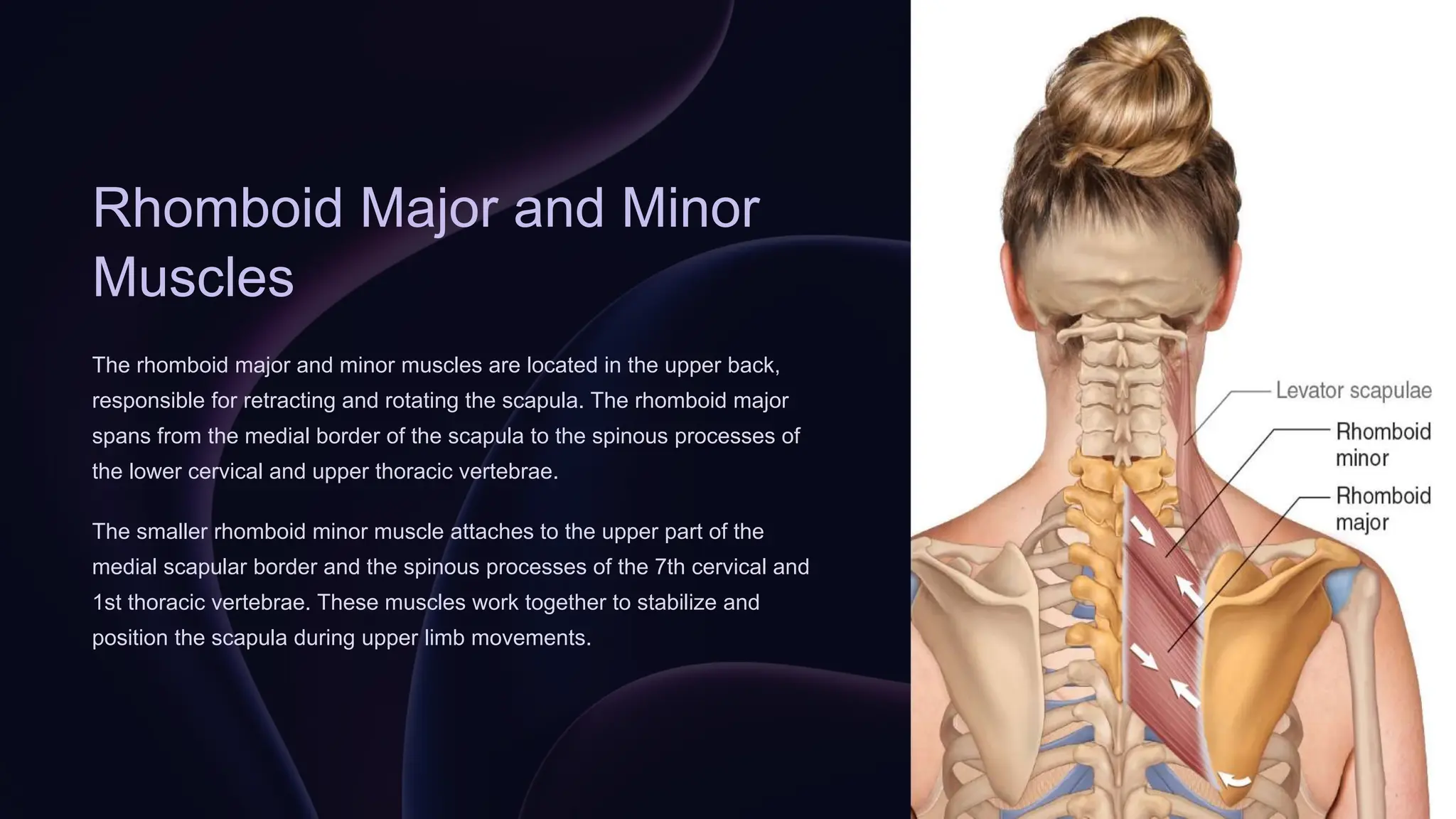 Human body Back muscles anatomy explained pptx | PPTX