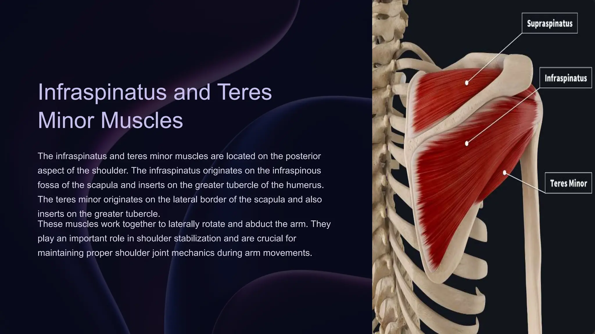 Human body Back muscles anatomy explained pptx | PPTX