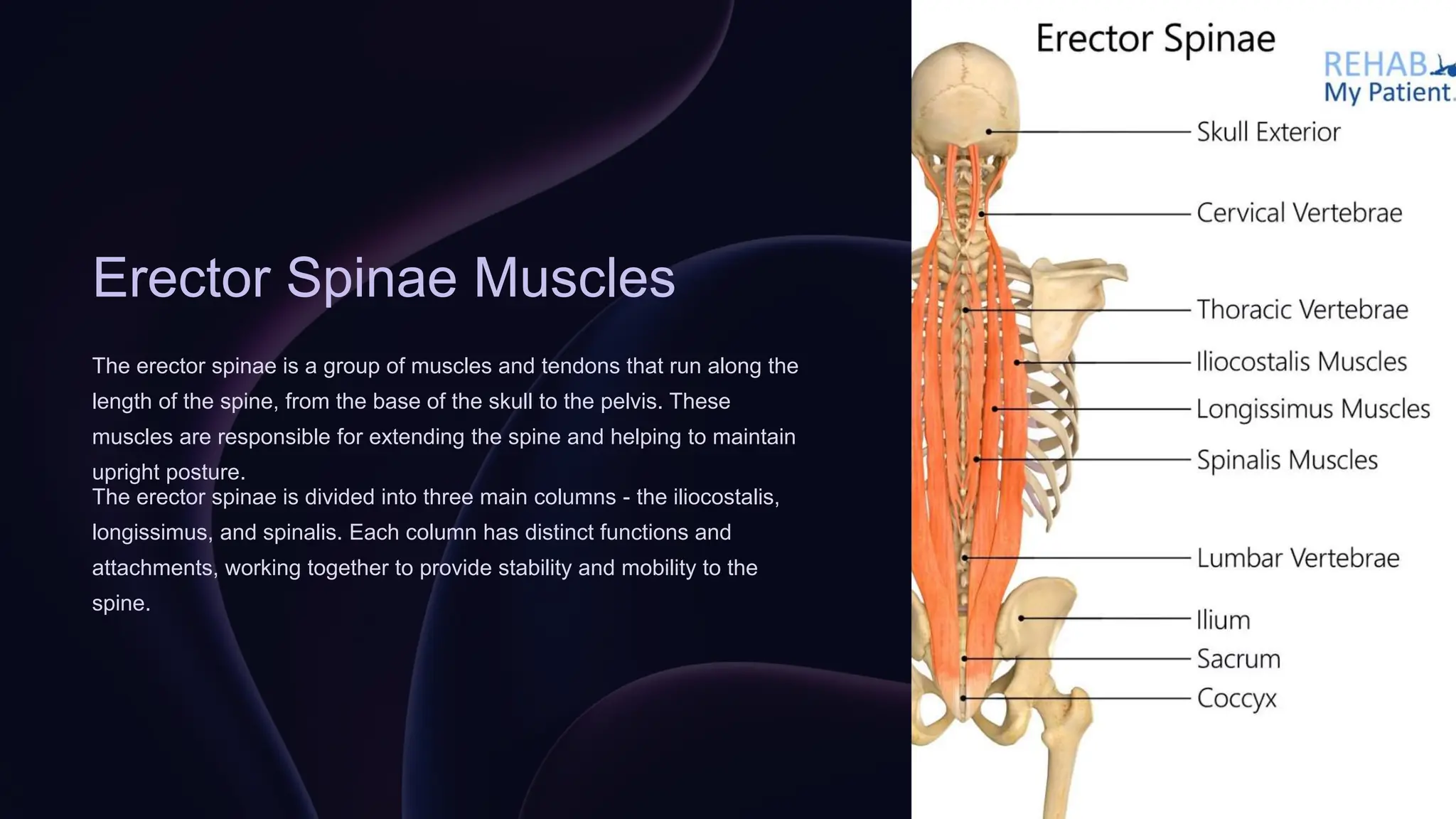 Human body Back muscles anatomy explained pptx | PPTX