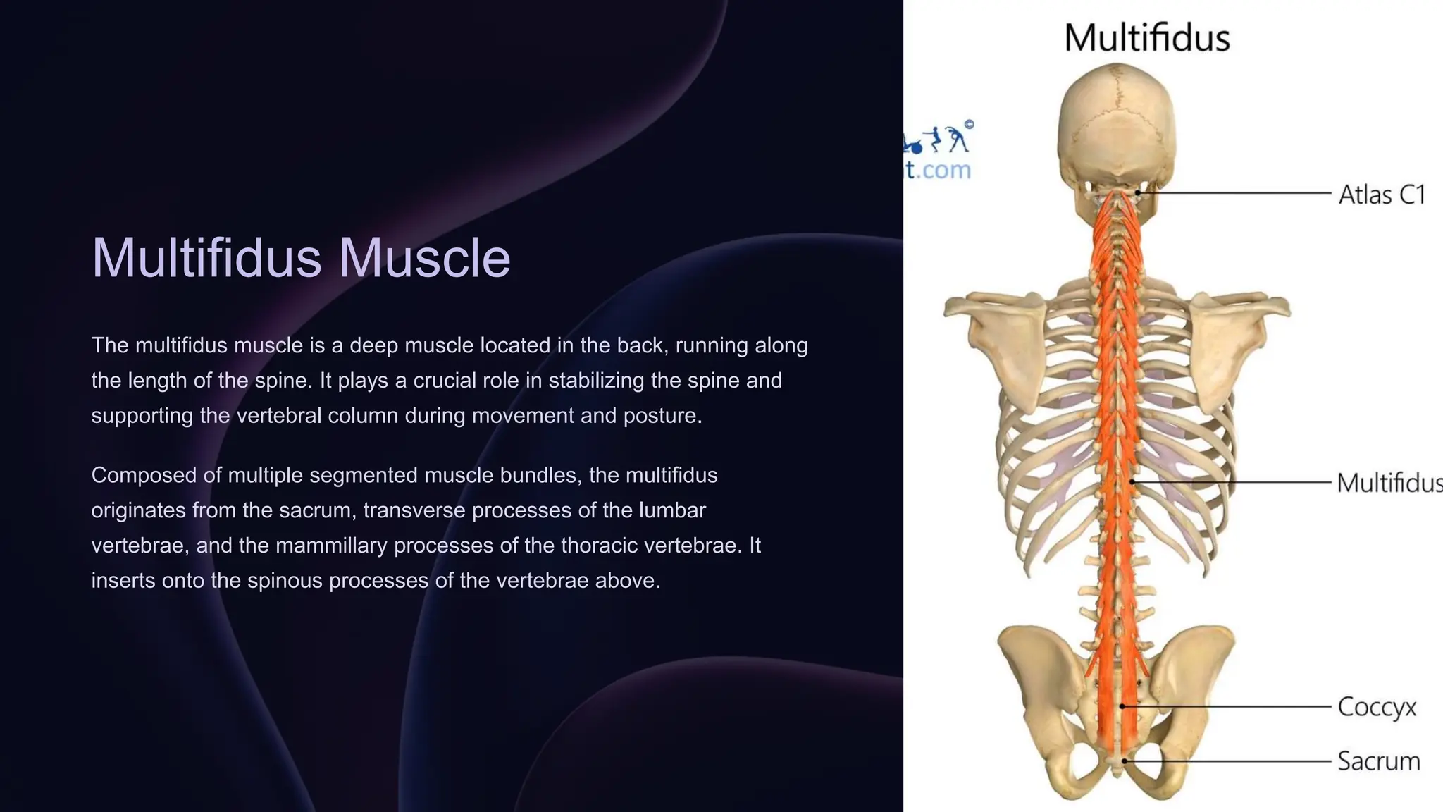 Human body Back muscles anatomy explained pptx | PPTX