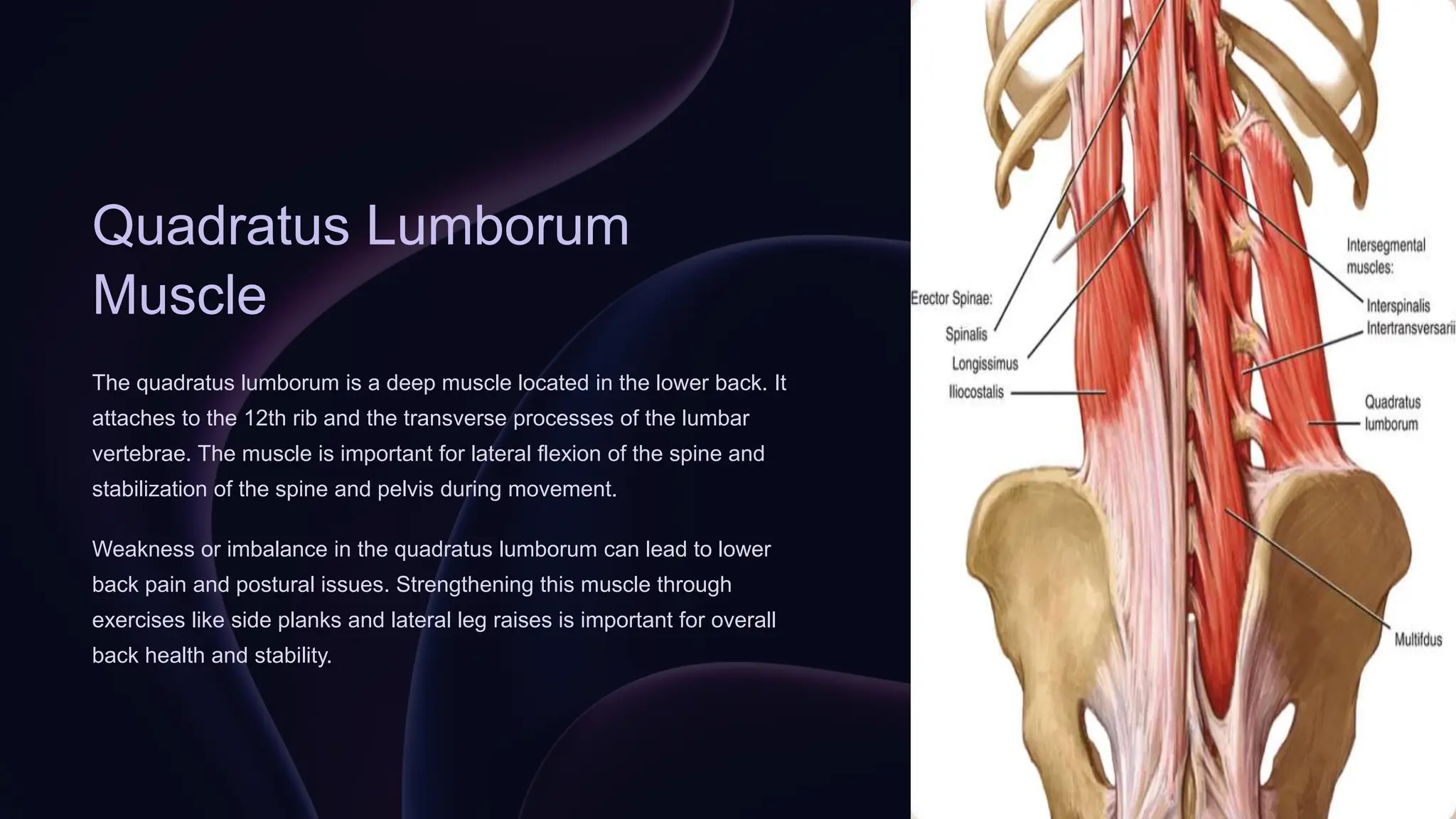 Human body Back muscles anatomy explained pptx | PPTX