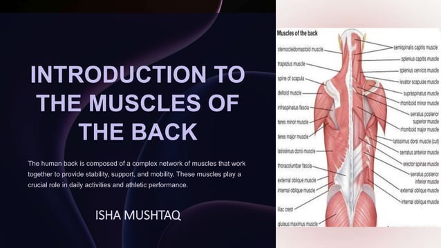 Human body Back muscles anatomy explained pptx | PPTX | Death, Injury ...