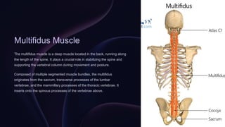 Human body Back muscles anatomy explained pptx | PPTX