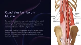 Human body Back muscles anatomy explained pptx | PPTX