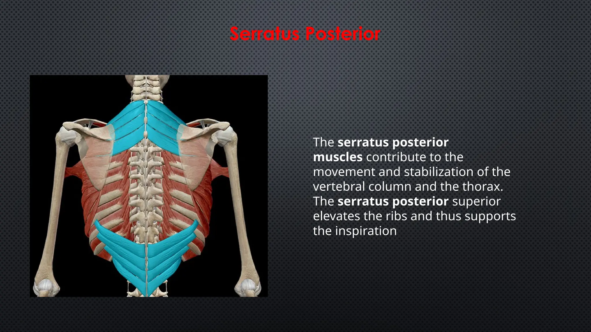 Back Muscles including anatomy and function | PPTX