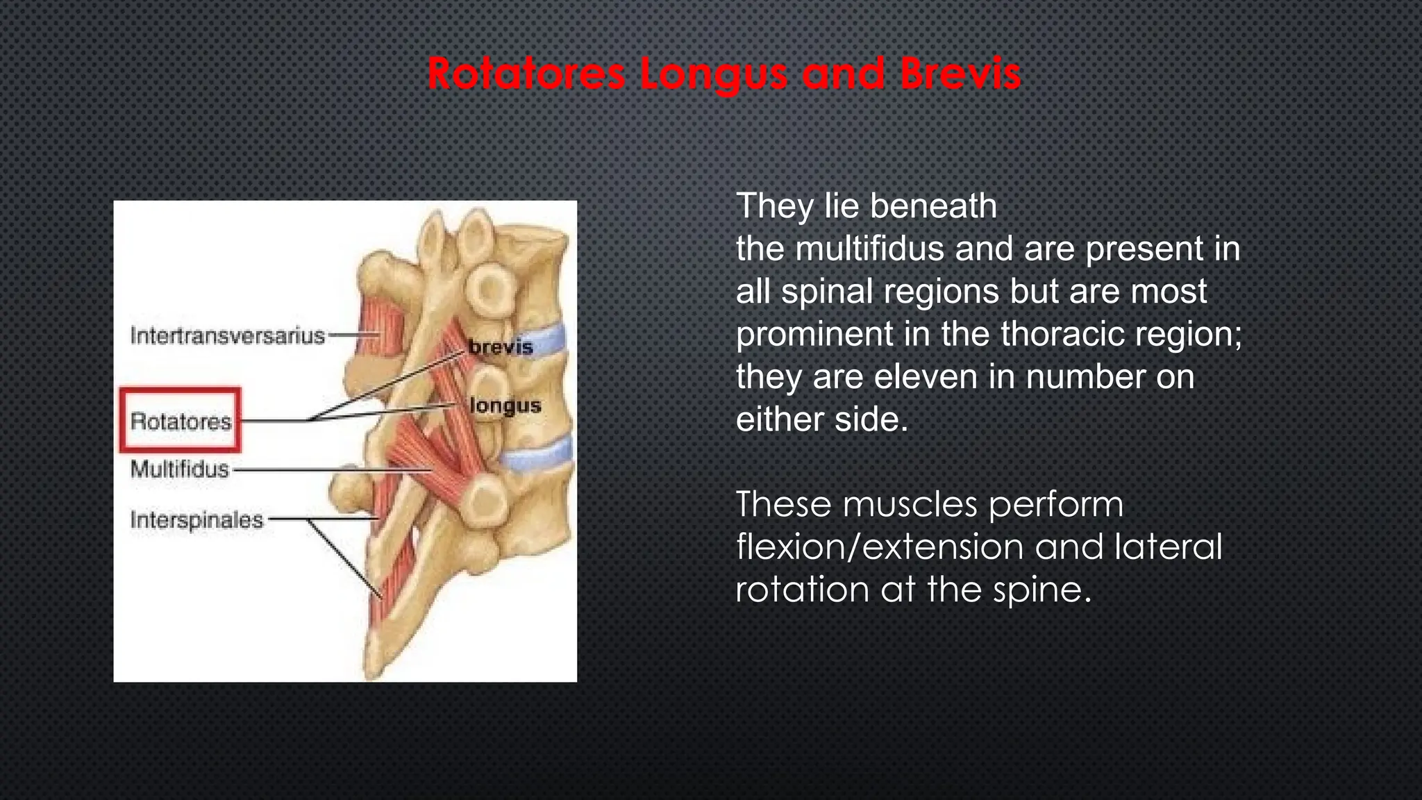 Back Muscles including anatomy and function | PPTX