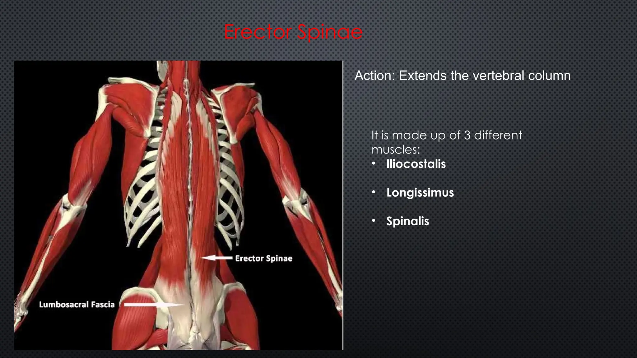 Back Muscles including anatomy and function | PPTX