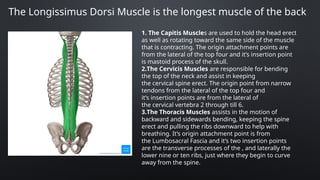 Back Muscles including anatomy and function | PPTX