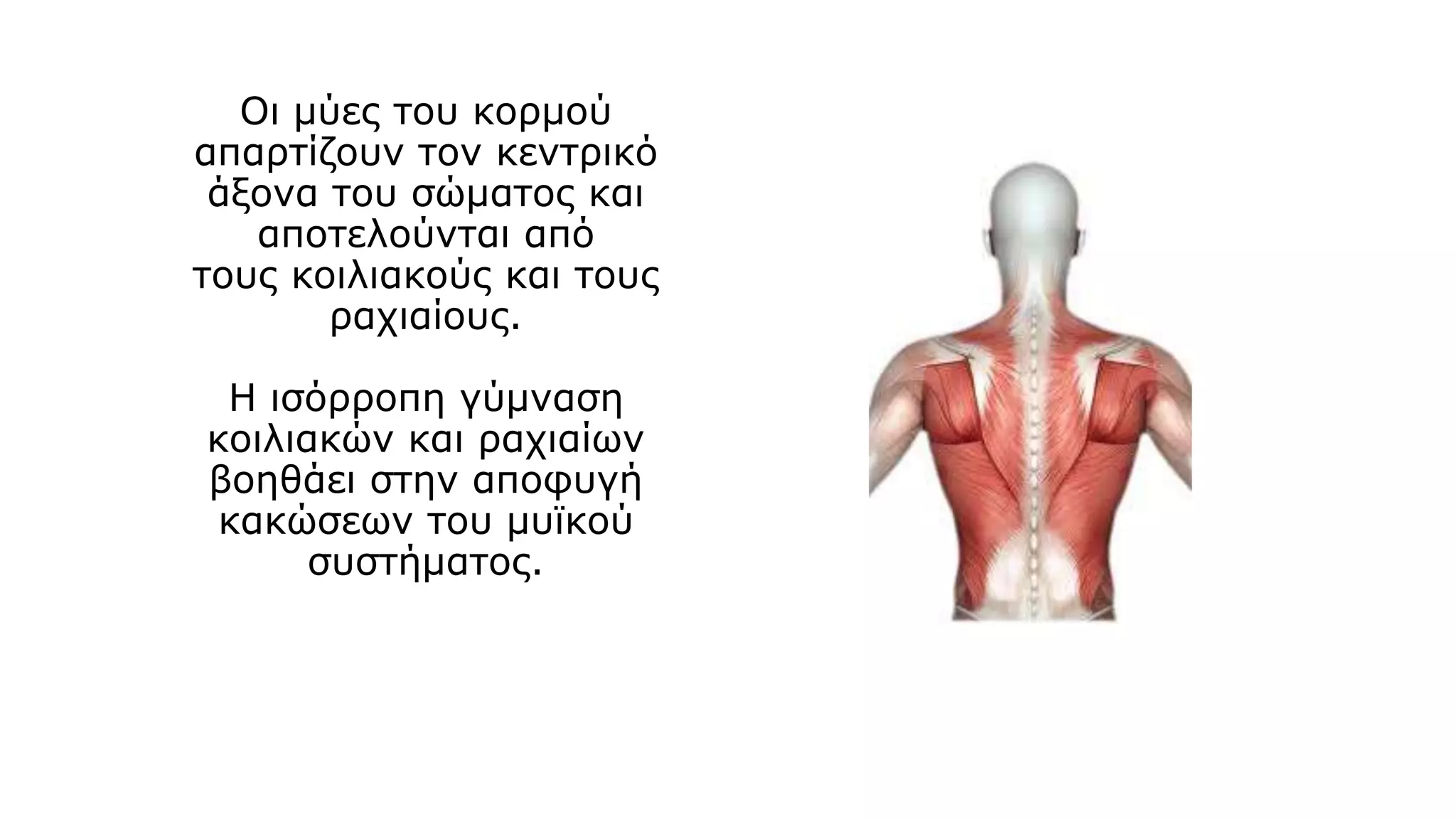 Back muscles (1) | PPT