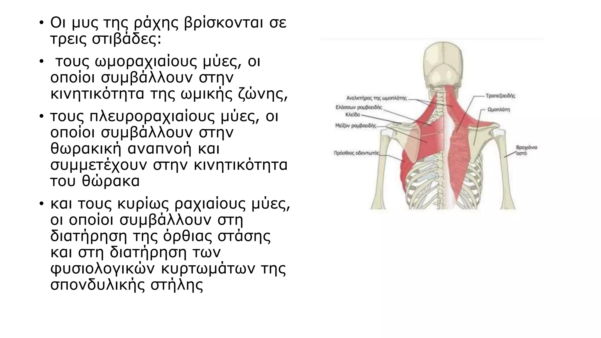 Back muscles (1) | PPT