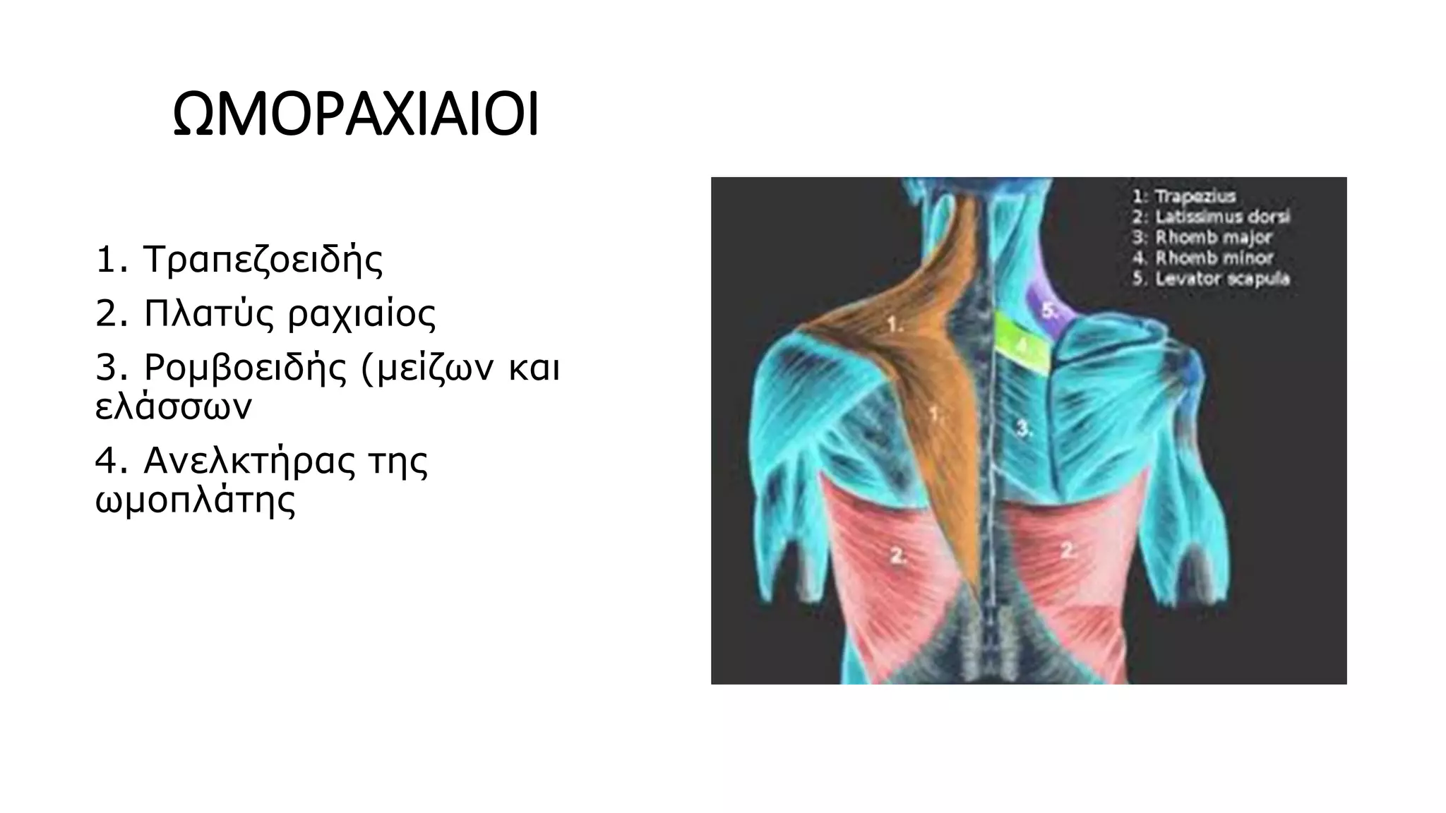 Back muscles (1) | PPT