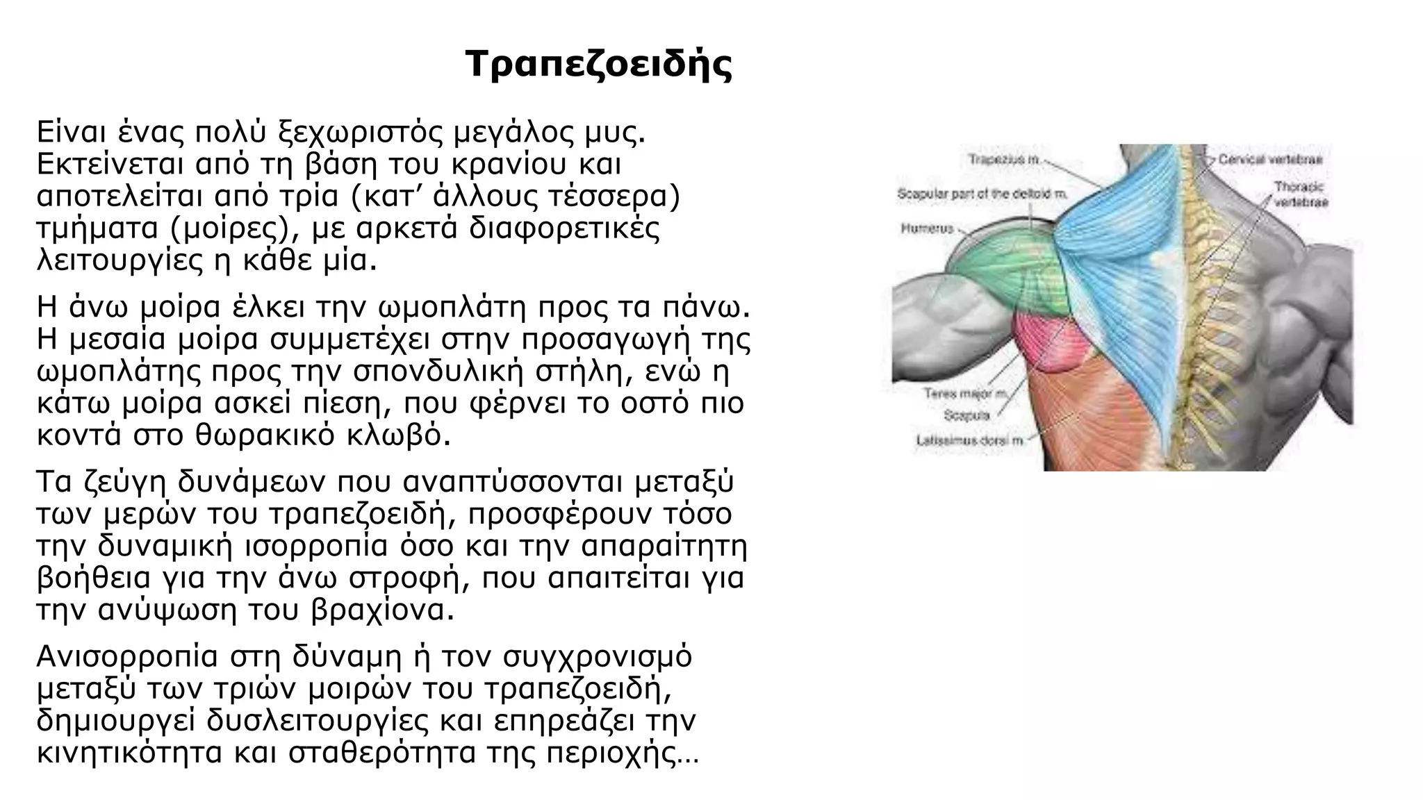 Back muscles (1) | PPT