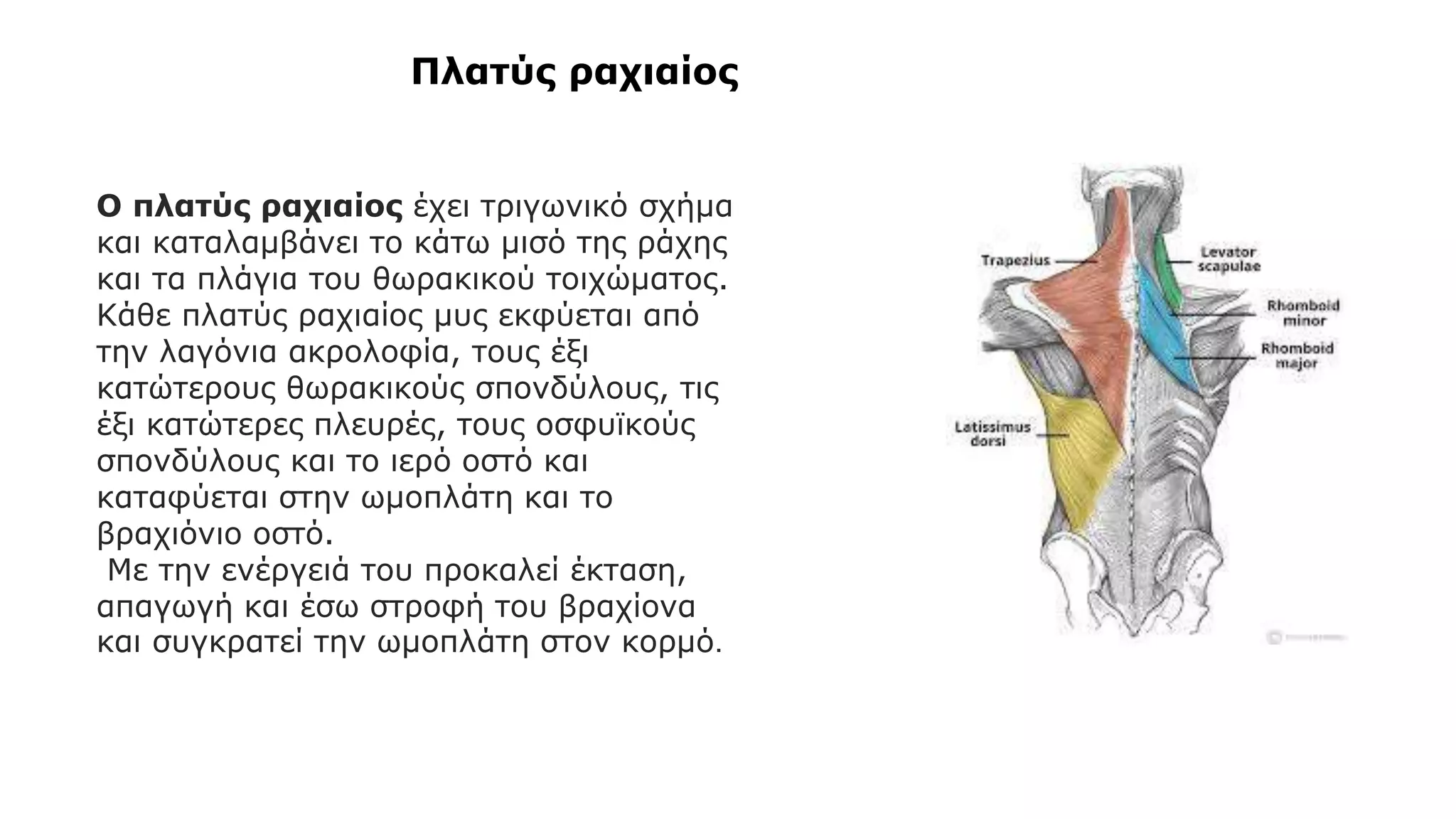 Back muscles (1) | PPT