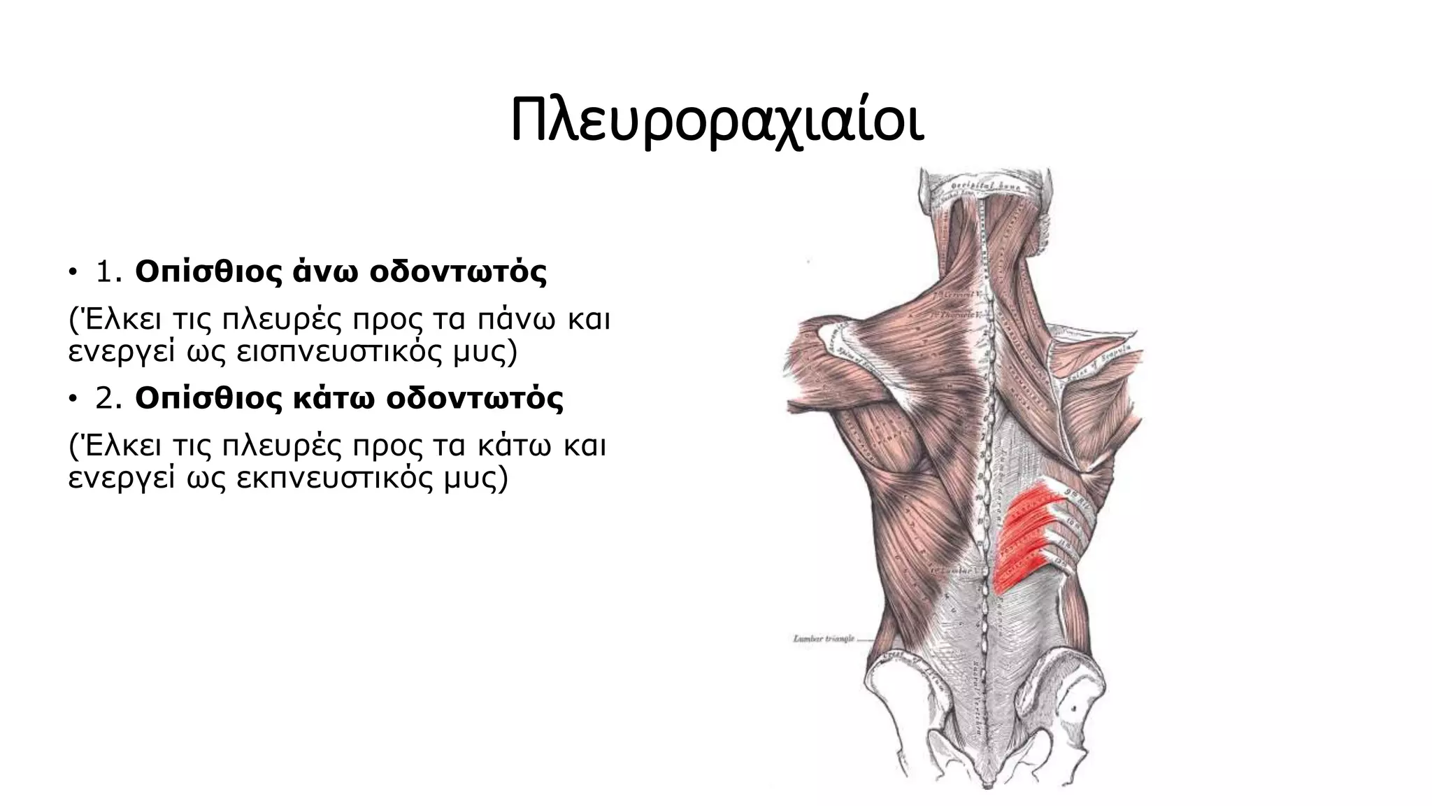 Back muscles (1) | PPT