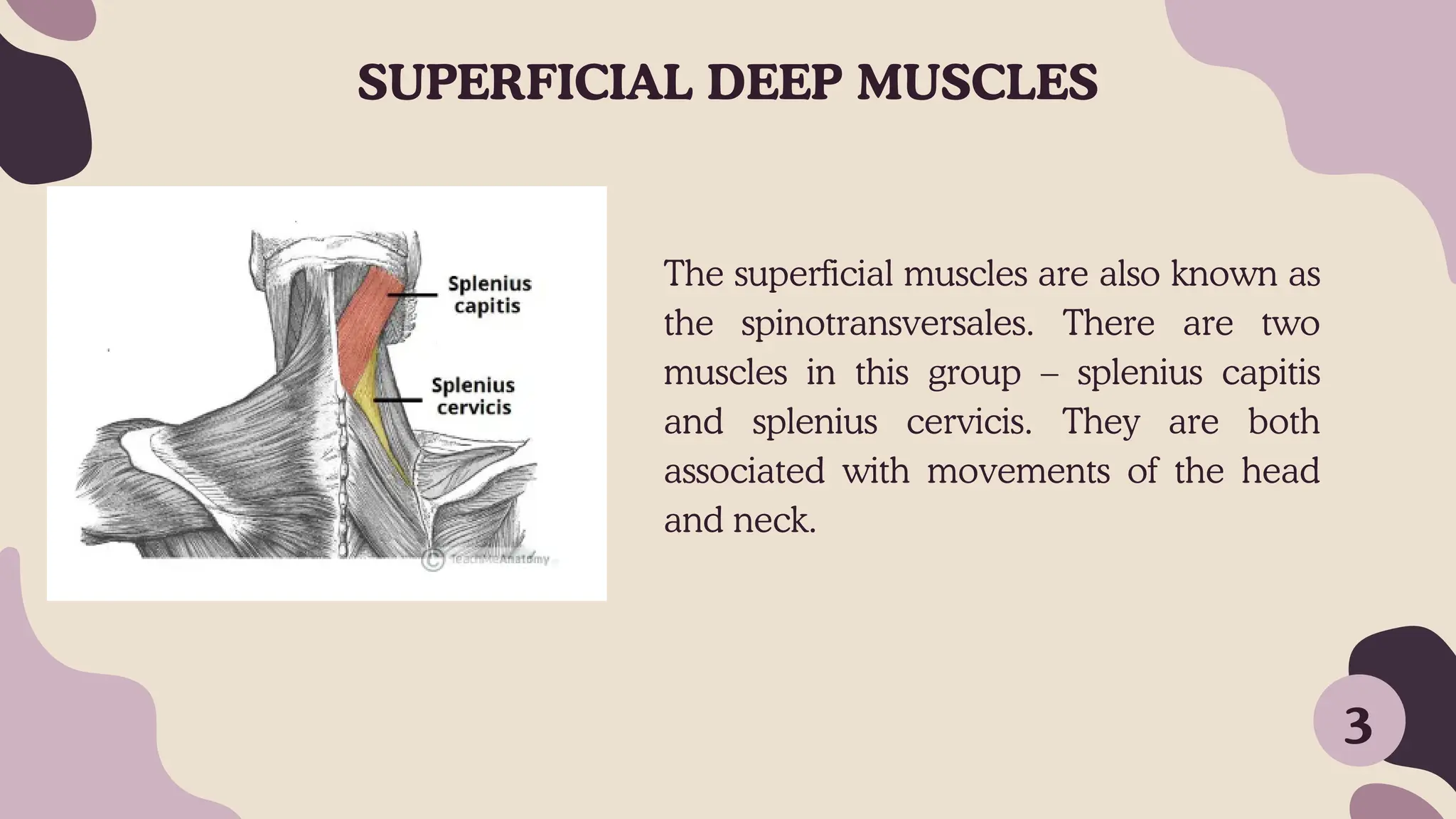 Back Muscles, superficial, intermediate, deep | PDF