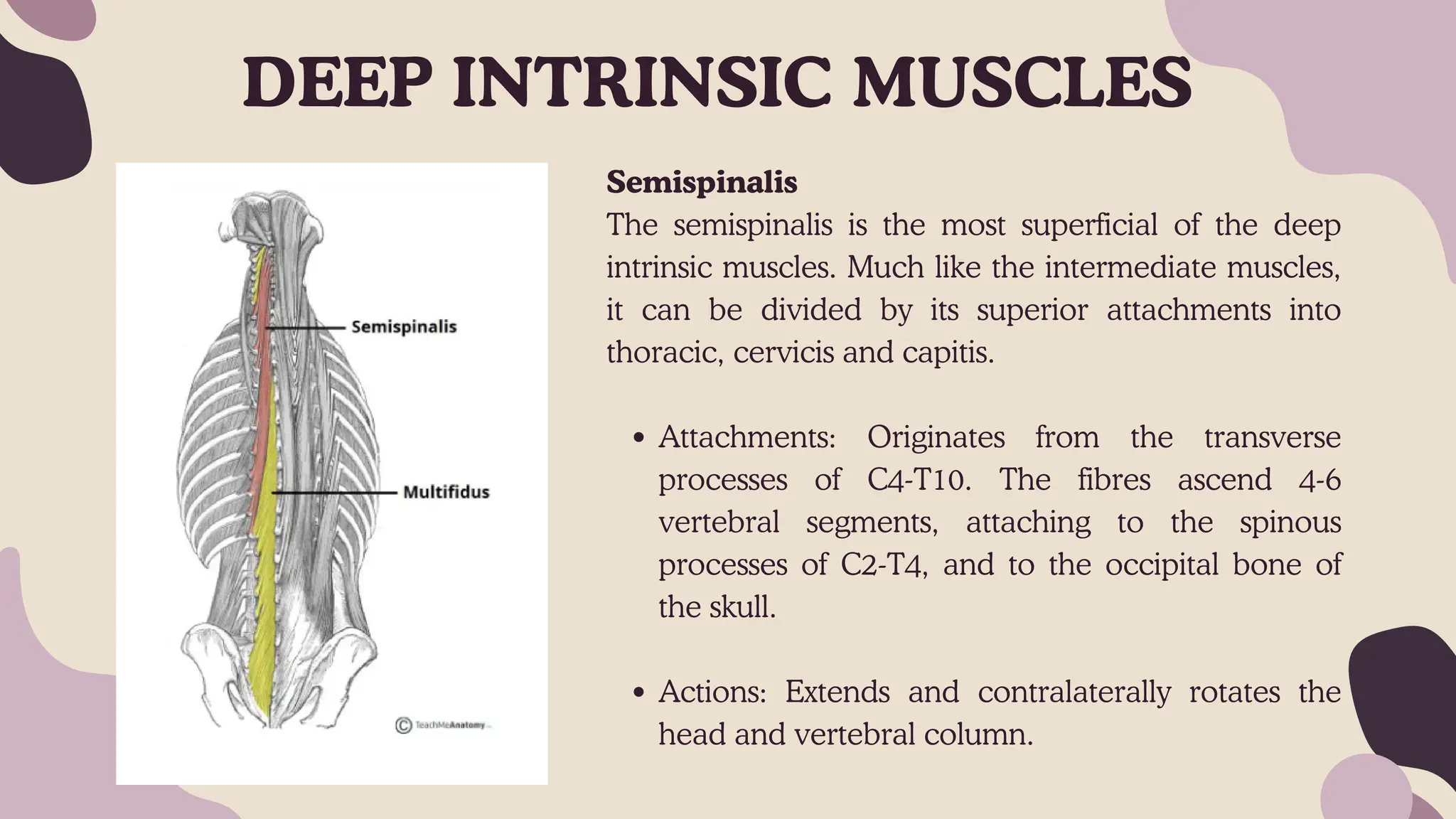 Back Muscles, superficial, intermediate, deep | PDF
