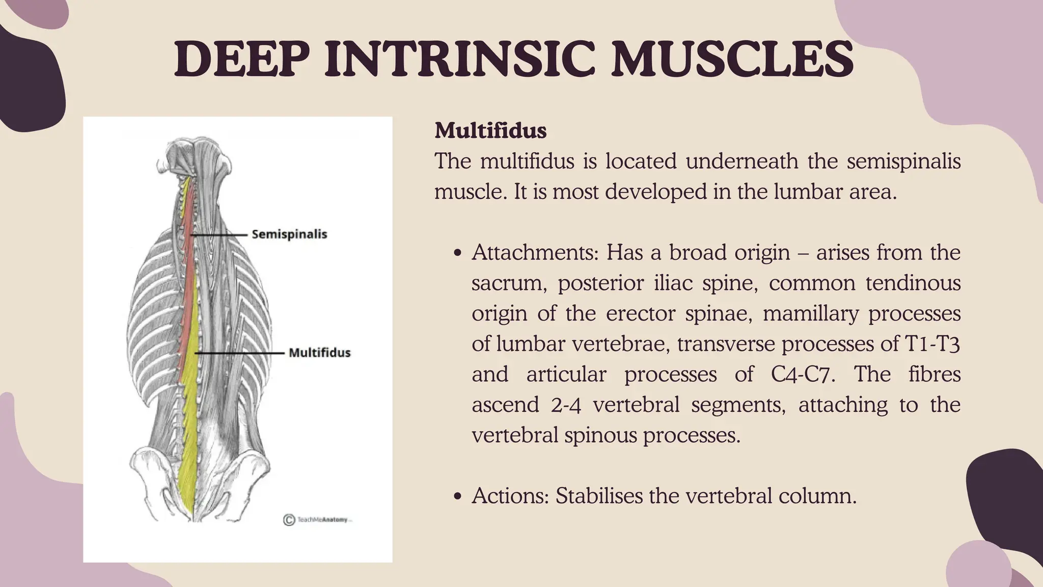 Back Muscles, superficial, intermediate, deep | PDF