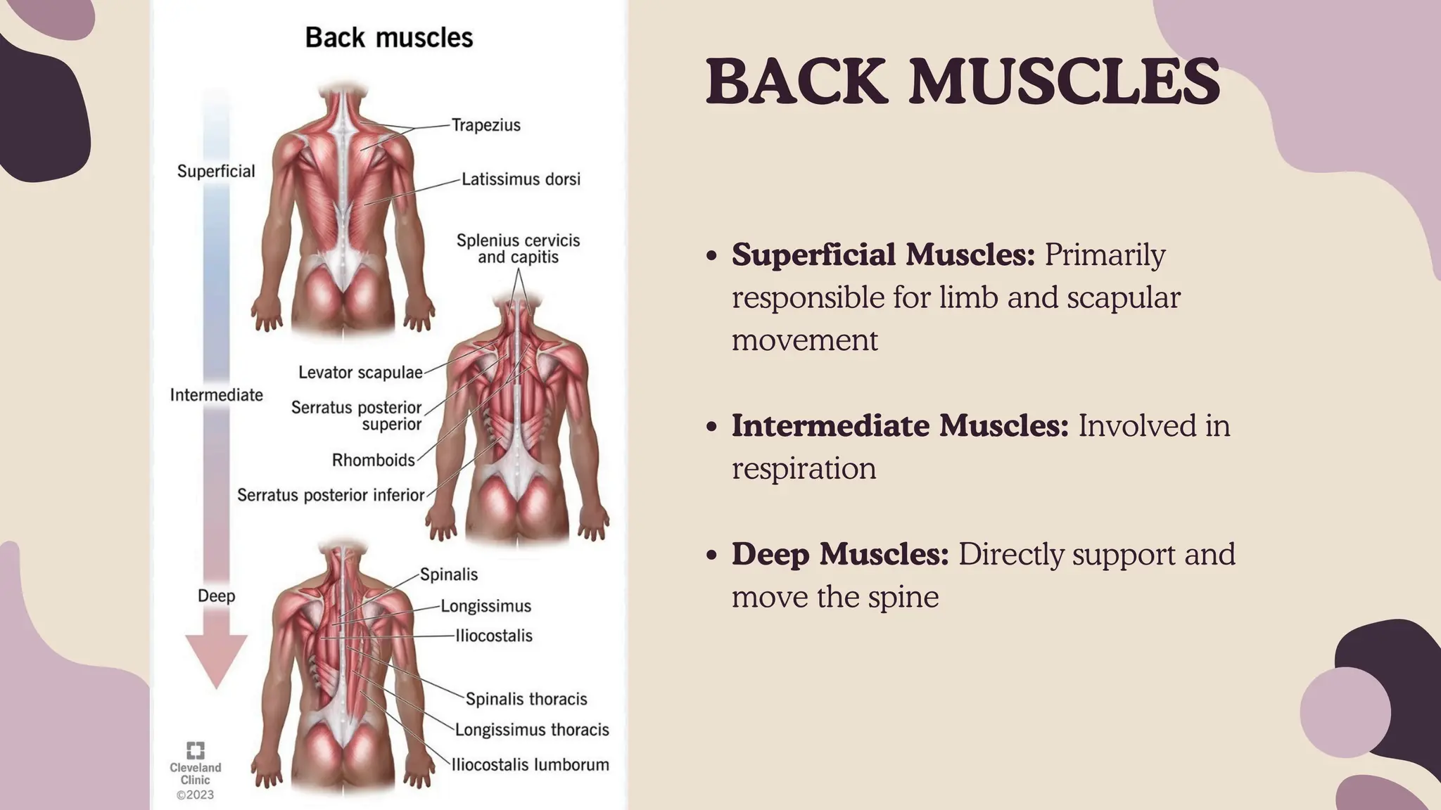 Back Muscles, superficial, intermediate, deep | PDF