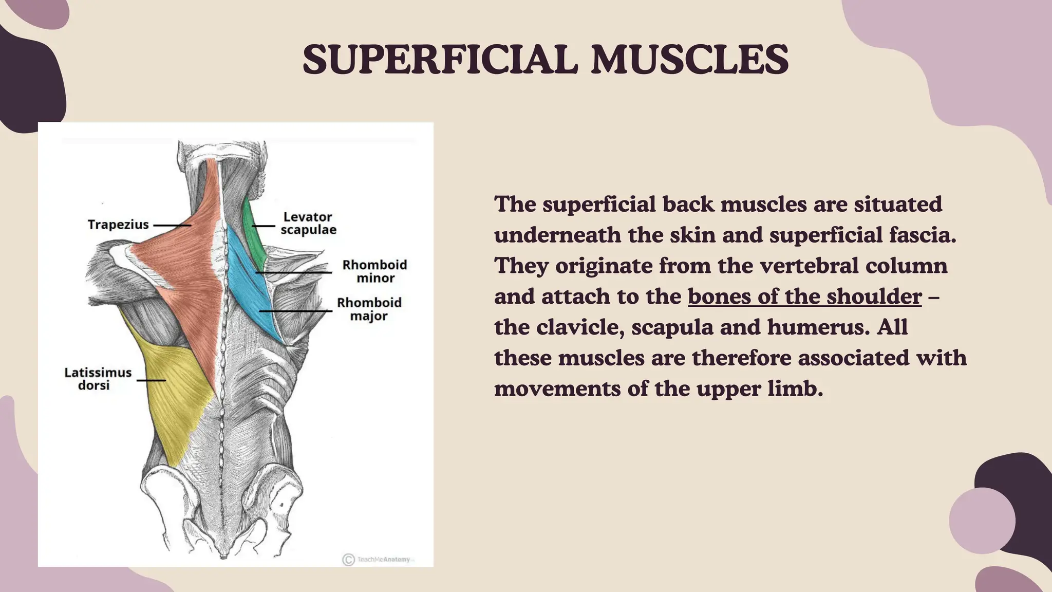 Back Muscles, superficial, intermediate, deep | PDF