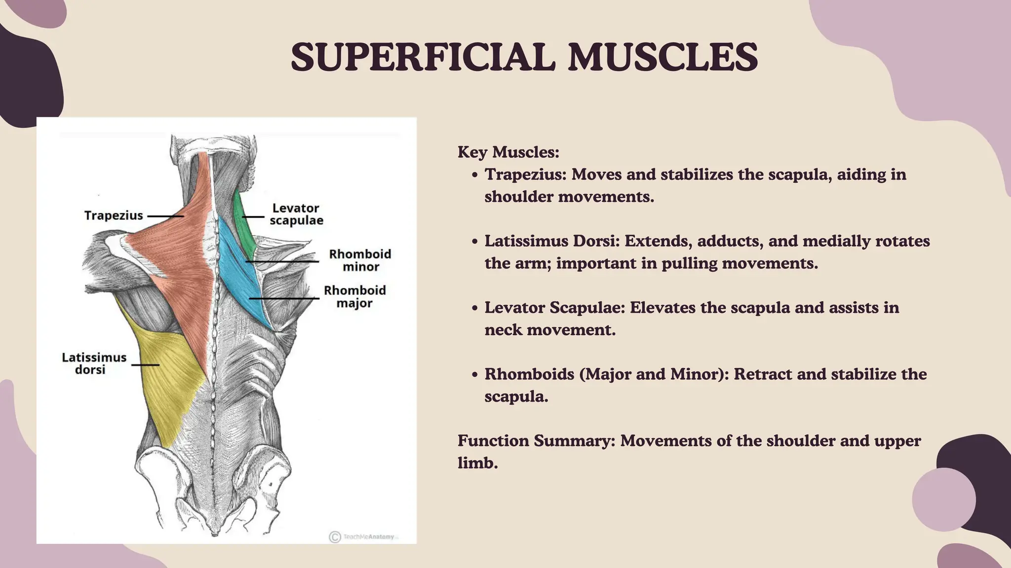 Back Muscles, superficial, intermediate, deep | PDF