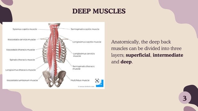 Back Muscles, superficial, intermediate, deep | PPT