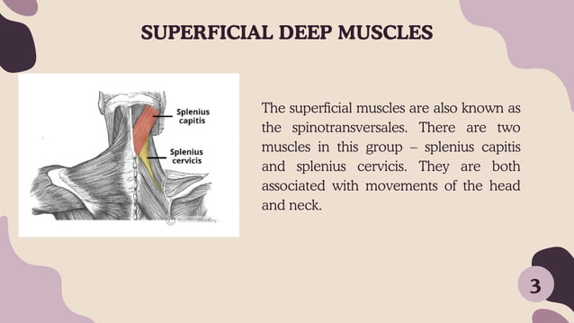 Back Muscles, superficial, intermediate, deep | PPT