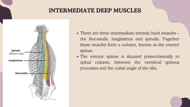 Back Muscles, superficial, intermediate, deep | PPT