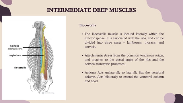 Back Muscles, superficial, intermediate, deep | PPT