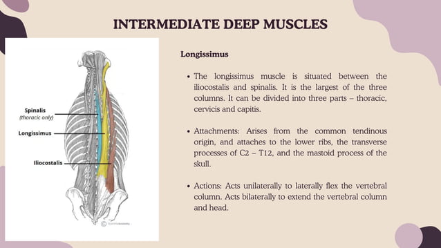 Back Muscles, superficial, intermediate, deep | PPT