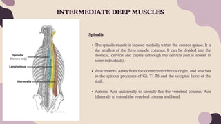 Back Muscles, superficial, intermediate, deep | PDF