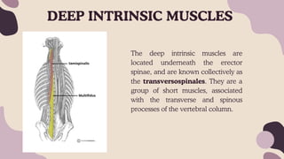 Back Muscles, superficial, intermediate, deep | PDF