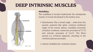 Back Muscles, superficial, intermediate, deep | PDF