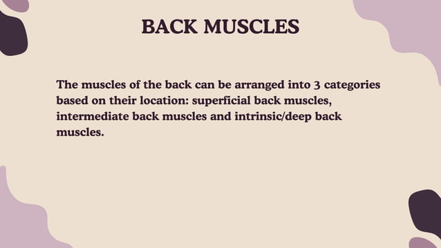Back Muscles, superficial, intermediate, deep | PPT