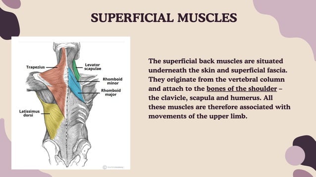 Back Muscles, superficial, intermediate, deep | PPT