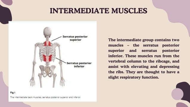 Back Muscles, superficial, intermediate, deep | PPT