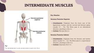 Back Muscles, superficial, intermediate, deep | PDF