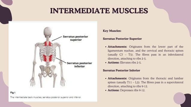 Back Muscles, superficial, intermediate, deep | PPT