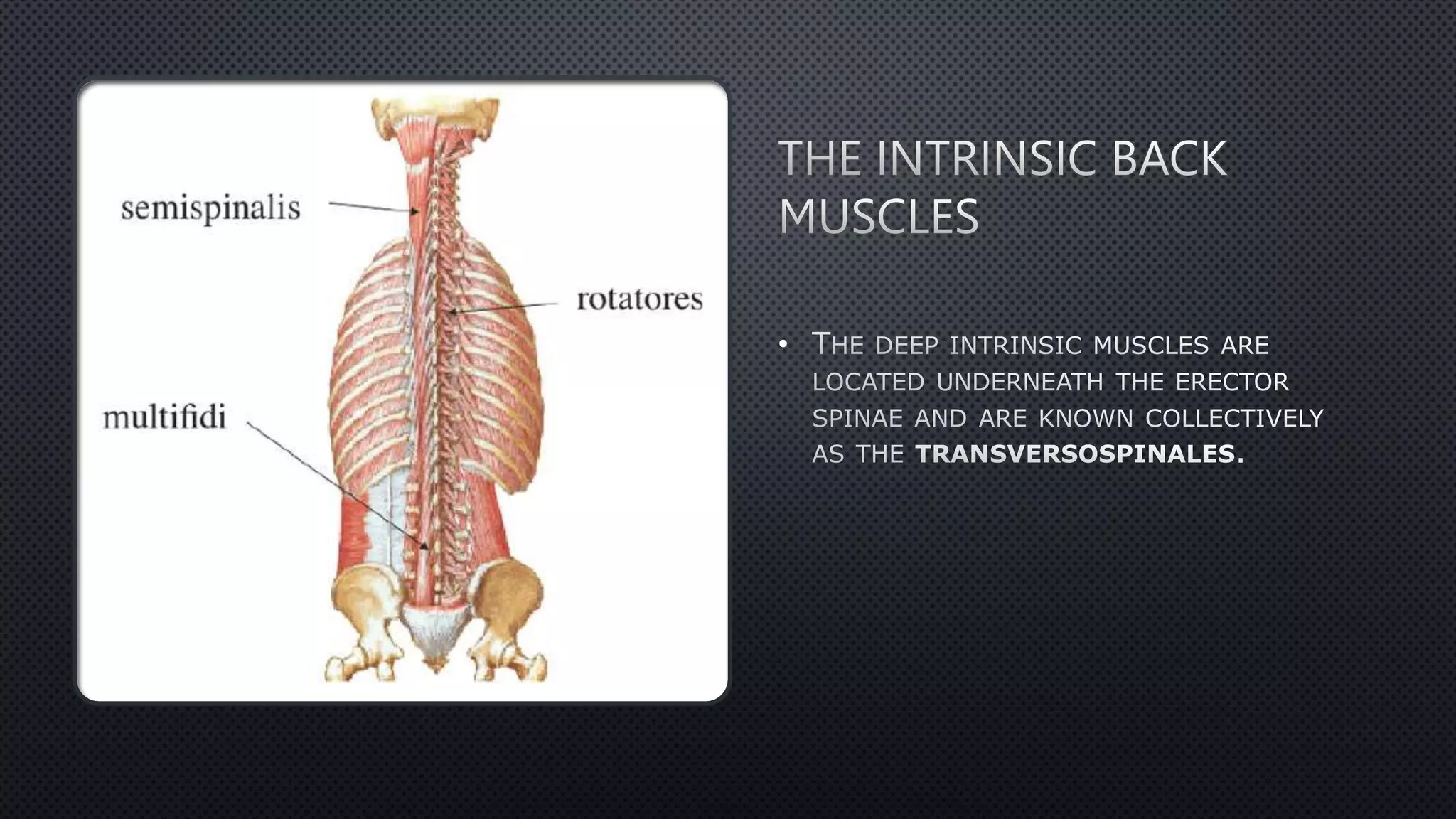 BACK MUSCULATURE (1).pptx