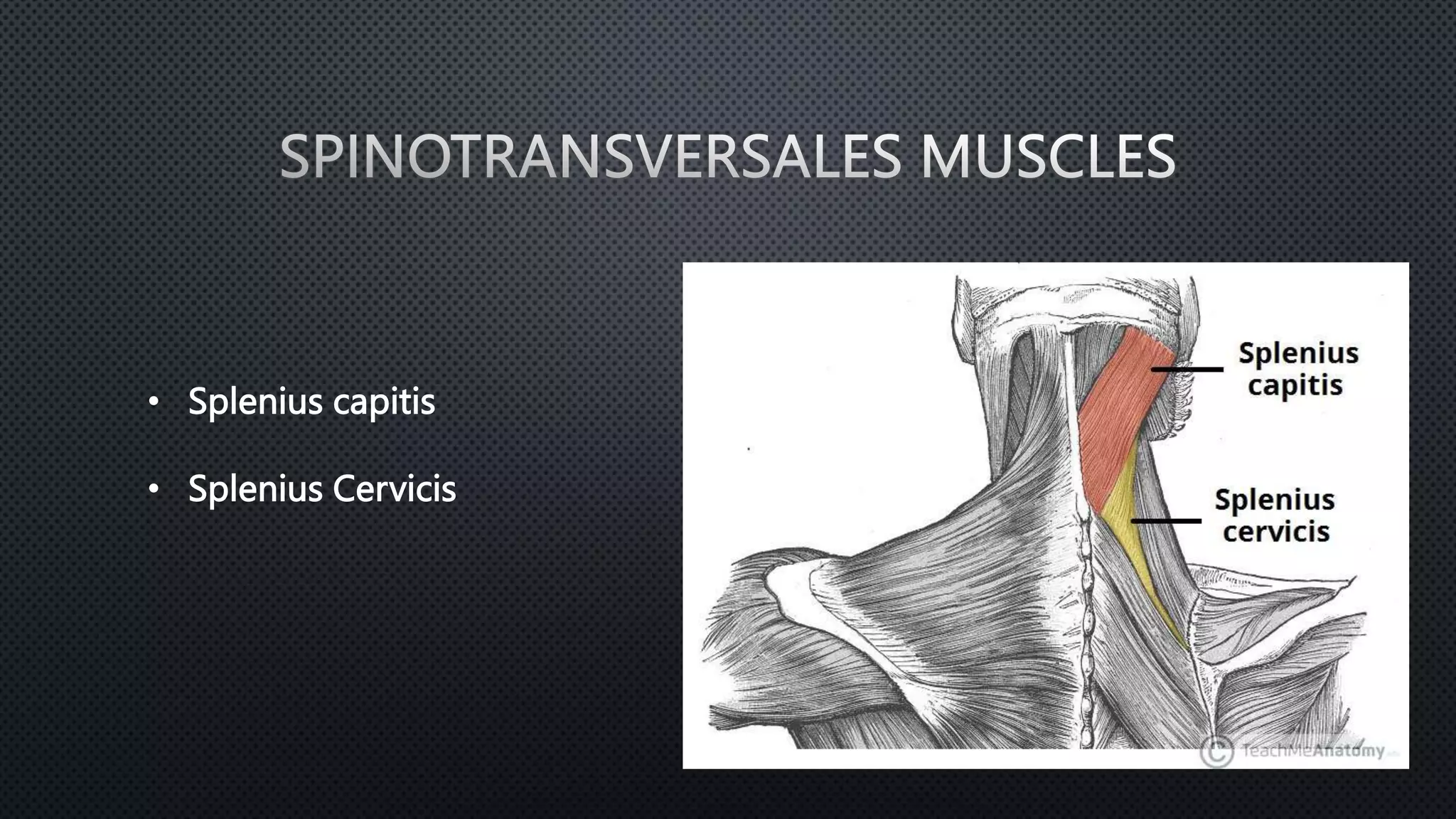 BACK MUSCULATURE (1).pptx