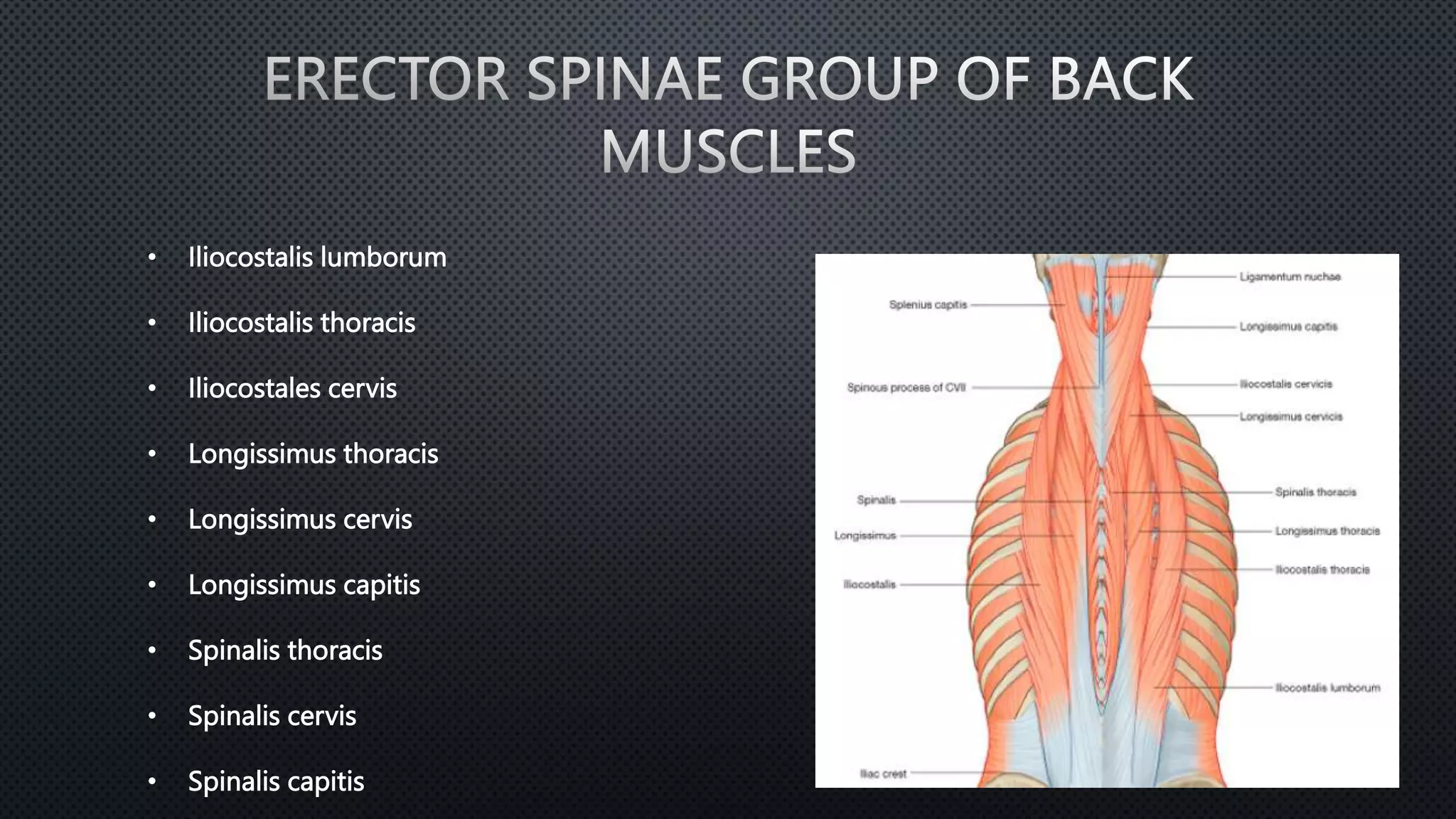 BACK MUSCULATURE (1).pptx