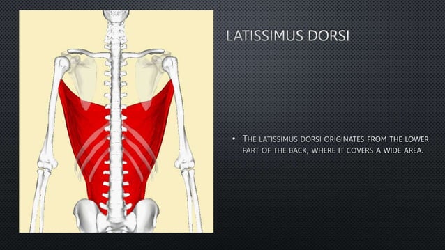 BACK MUSCULATURE (1).pptx